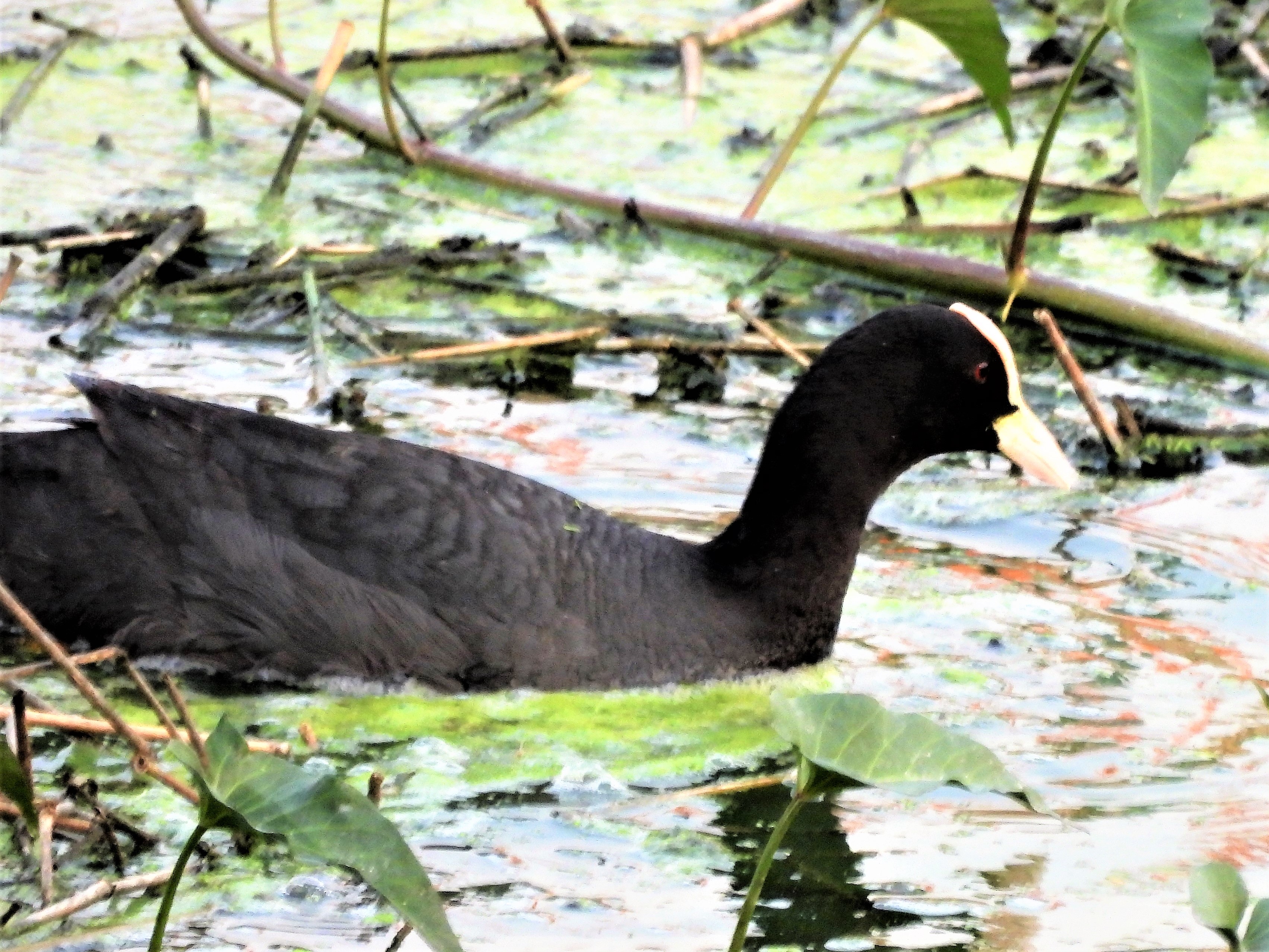 Common Coot