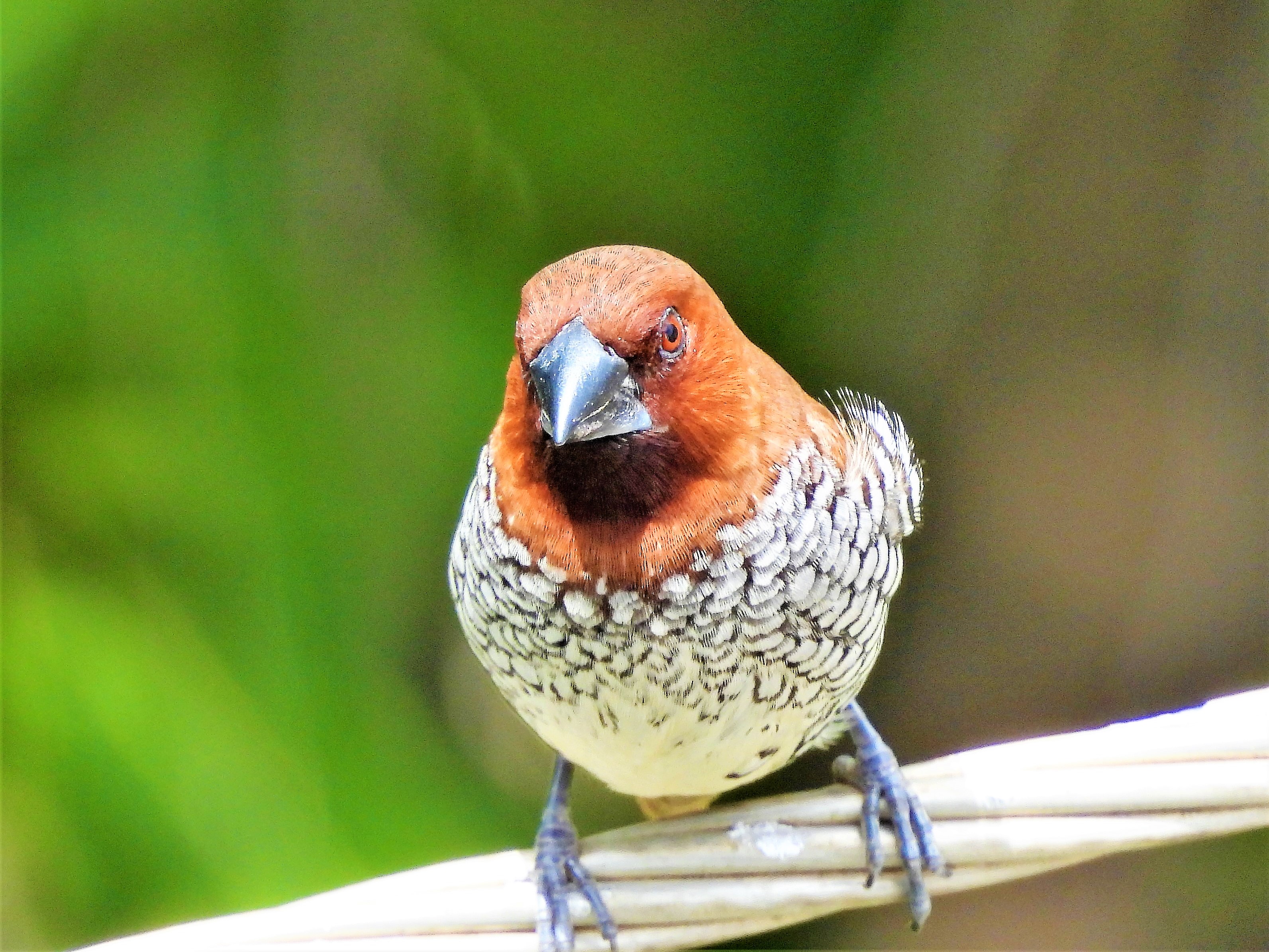 Scaly Breasted Munia