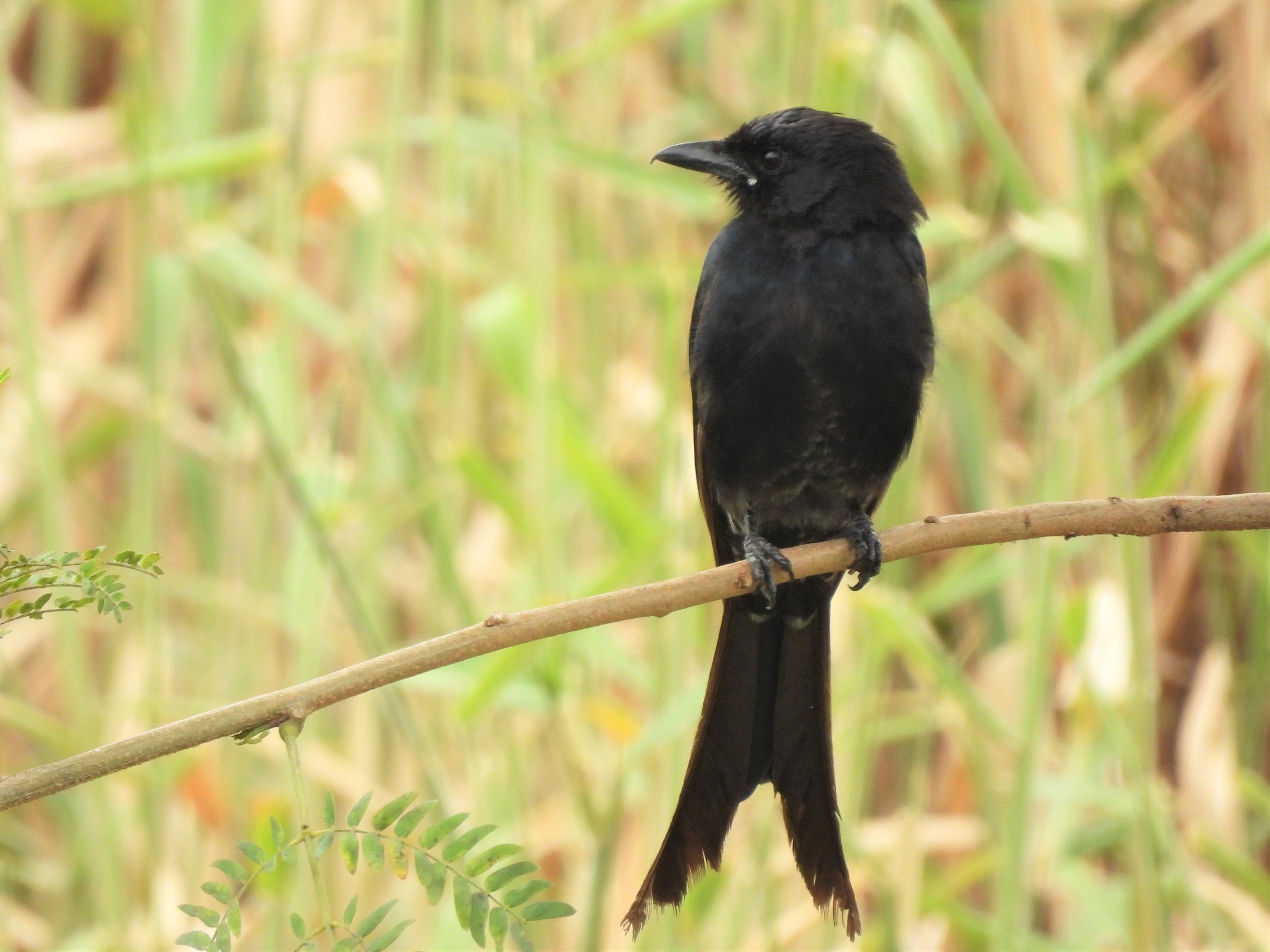 Black Drongo