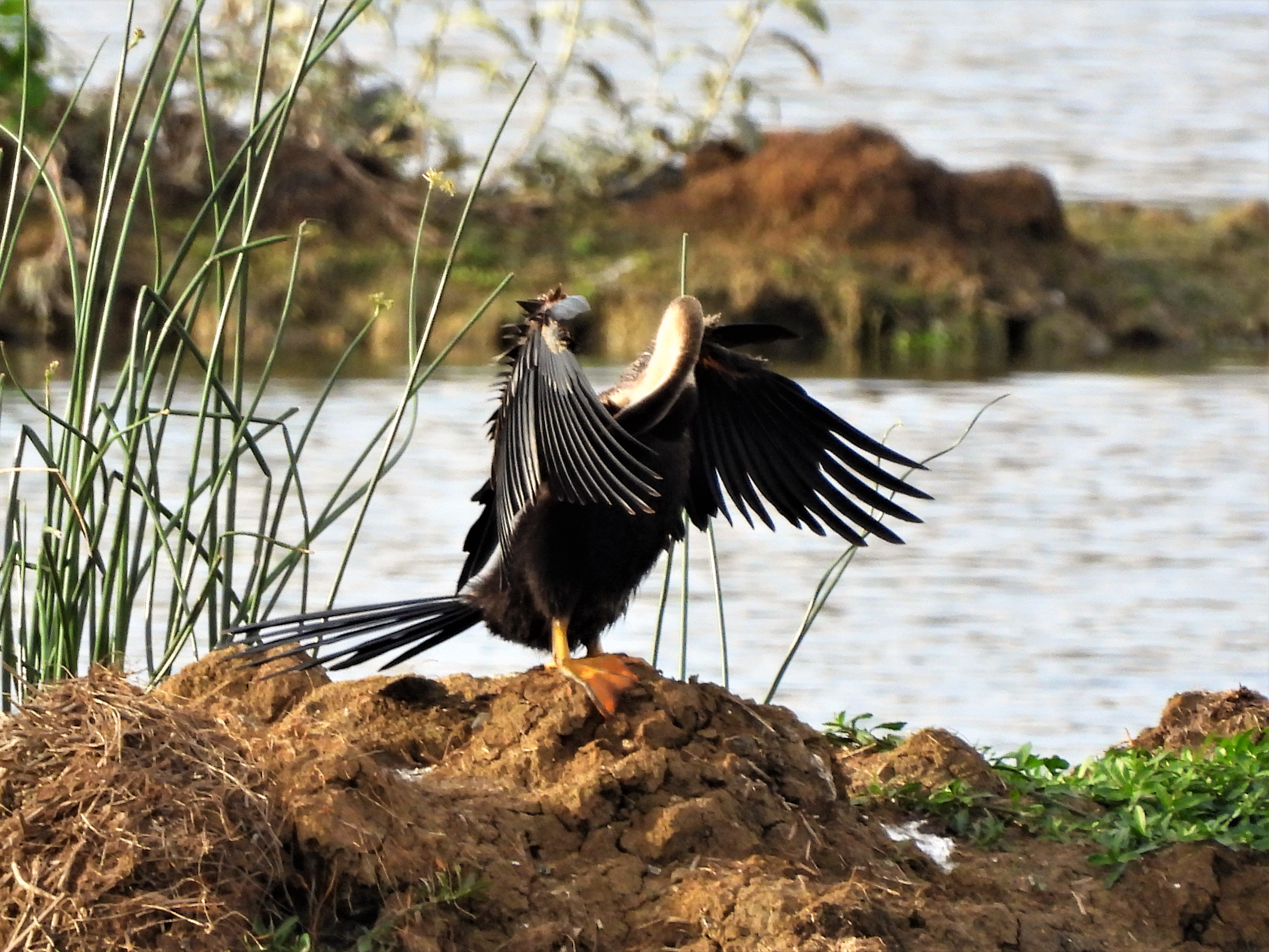Oriental Darter