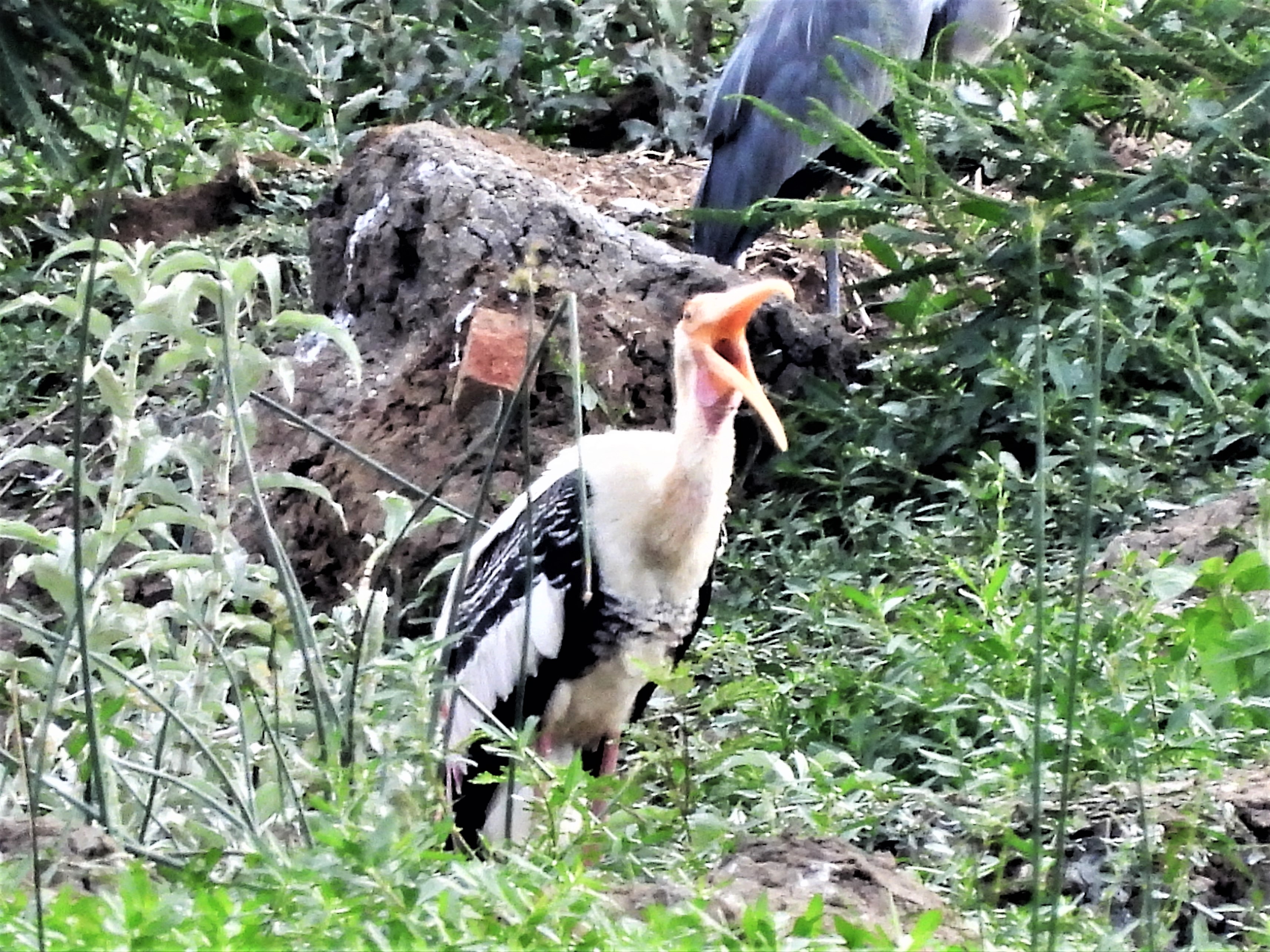 Painted Stork