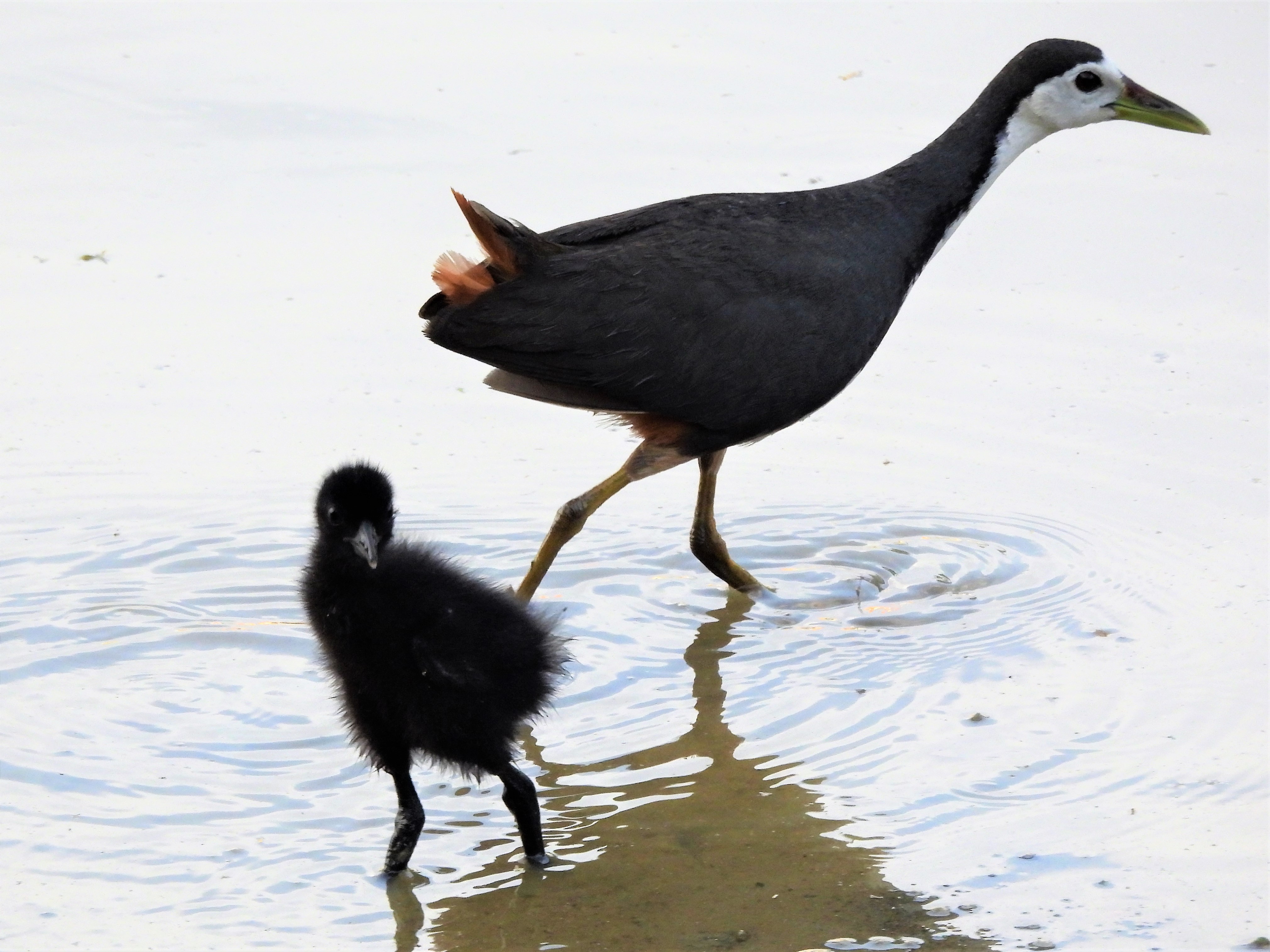 White Breasted Waterhen