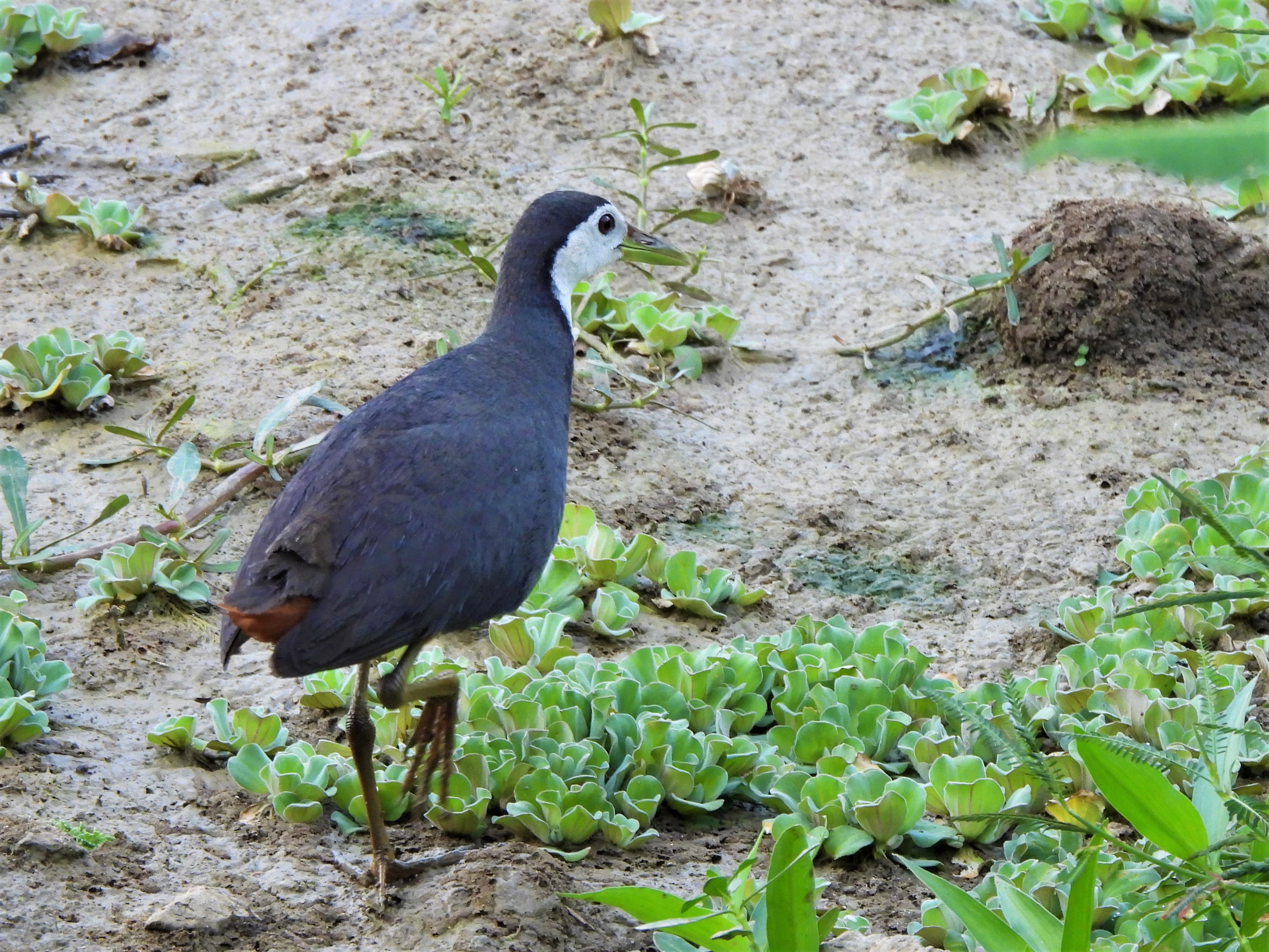 White Breasted Waterhen