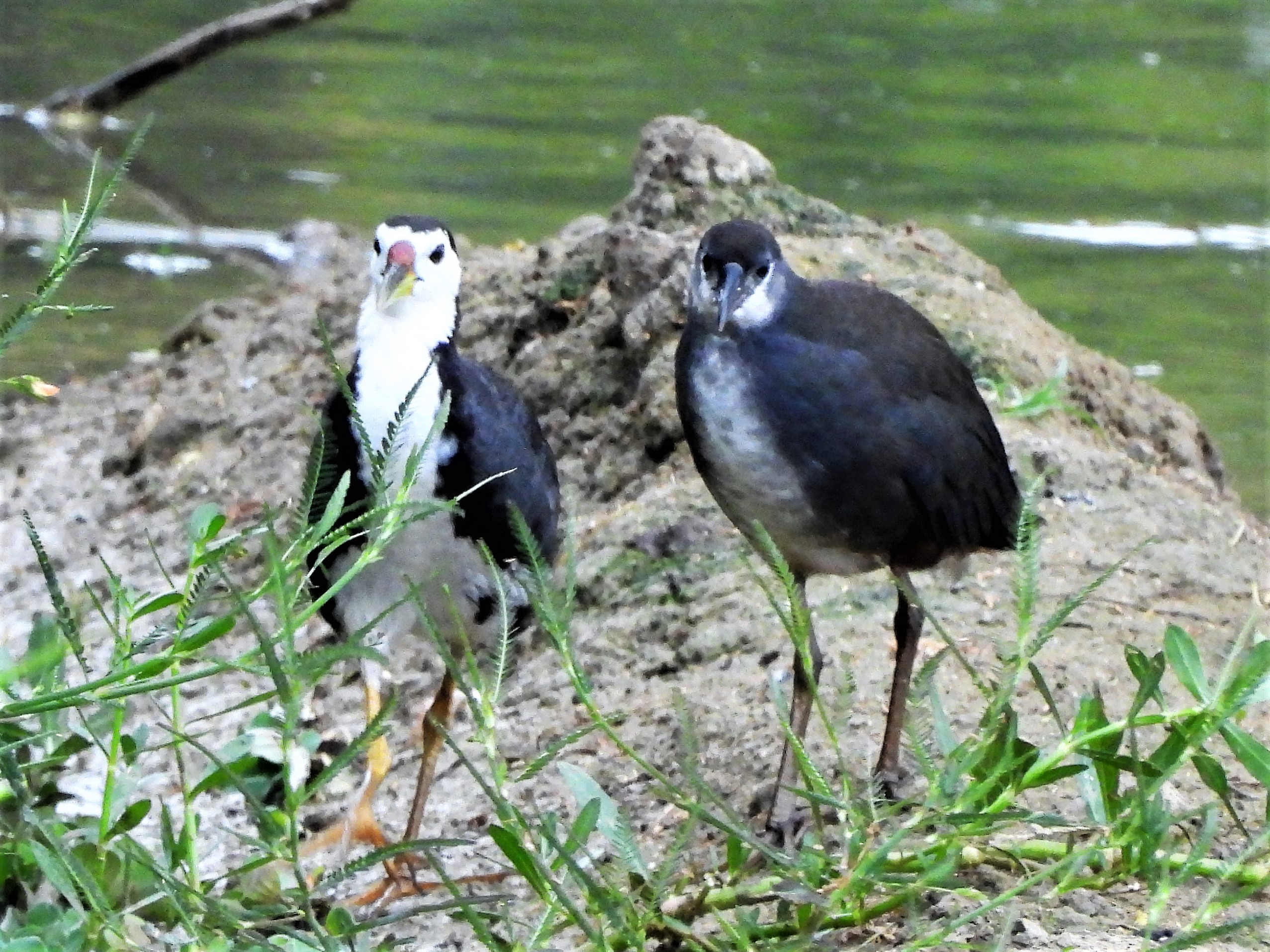 White Breasted Waterhen